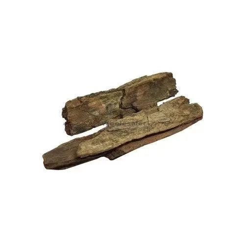 Mimusops elengi - Molsari - TheWholesalerCo – TheWholesalerCo India