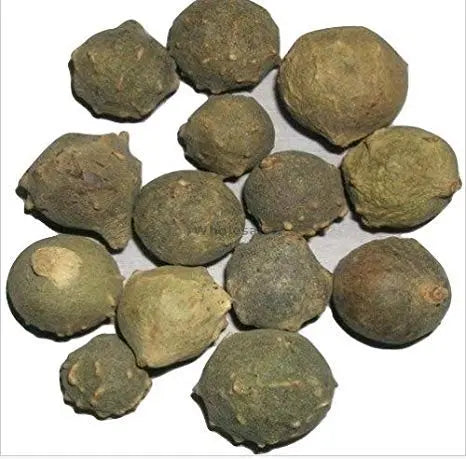 Quercus Infectoria - Majuphal - TheWholesalerCo – TheWholesalerCo India